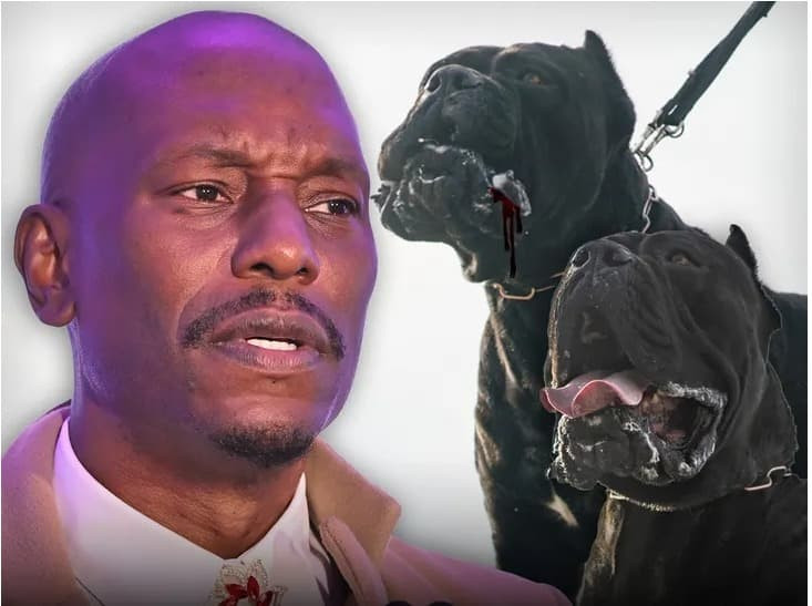 Arrest warrant issued against Tyrese Gibson, charged with animal ...